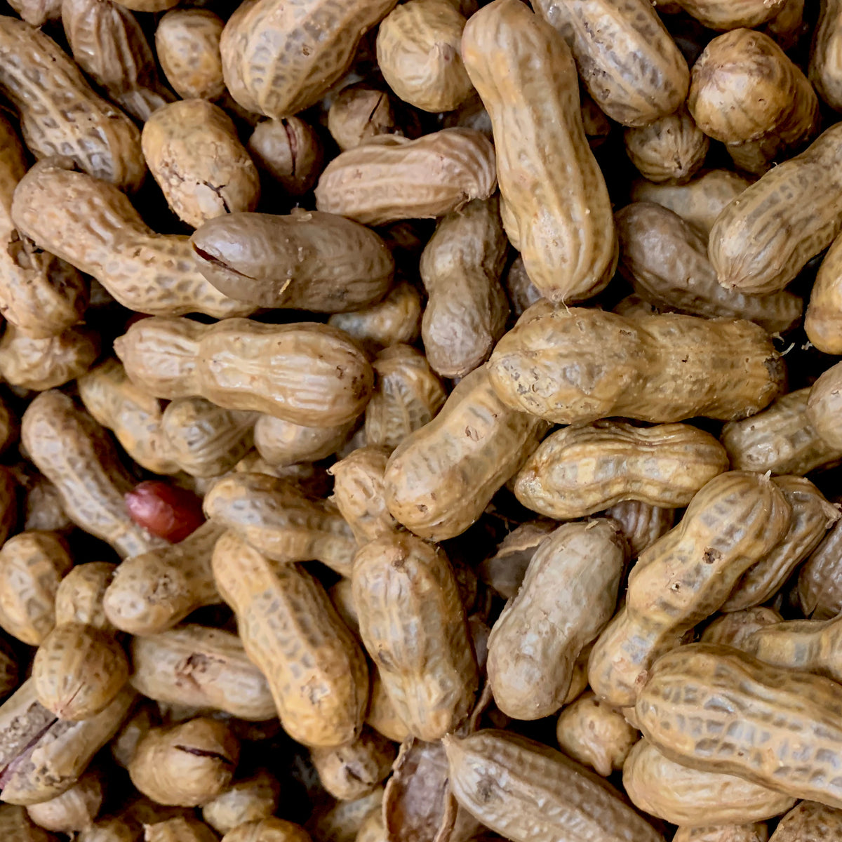 Boiled Peanuts – Cromers Pnuts